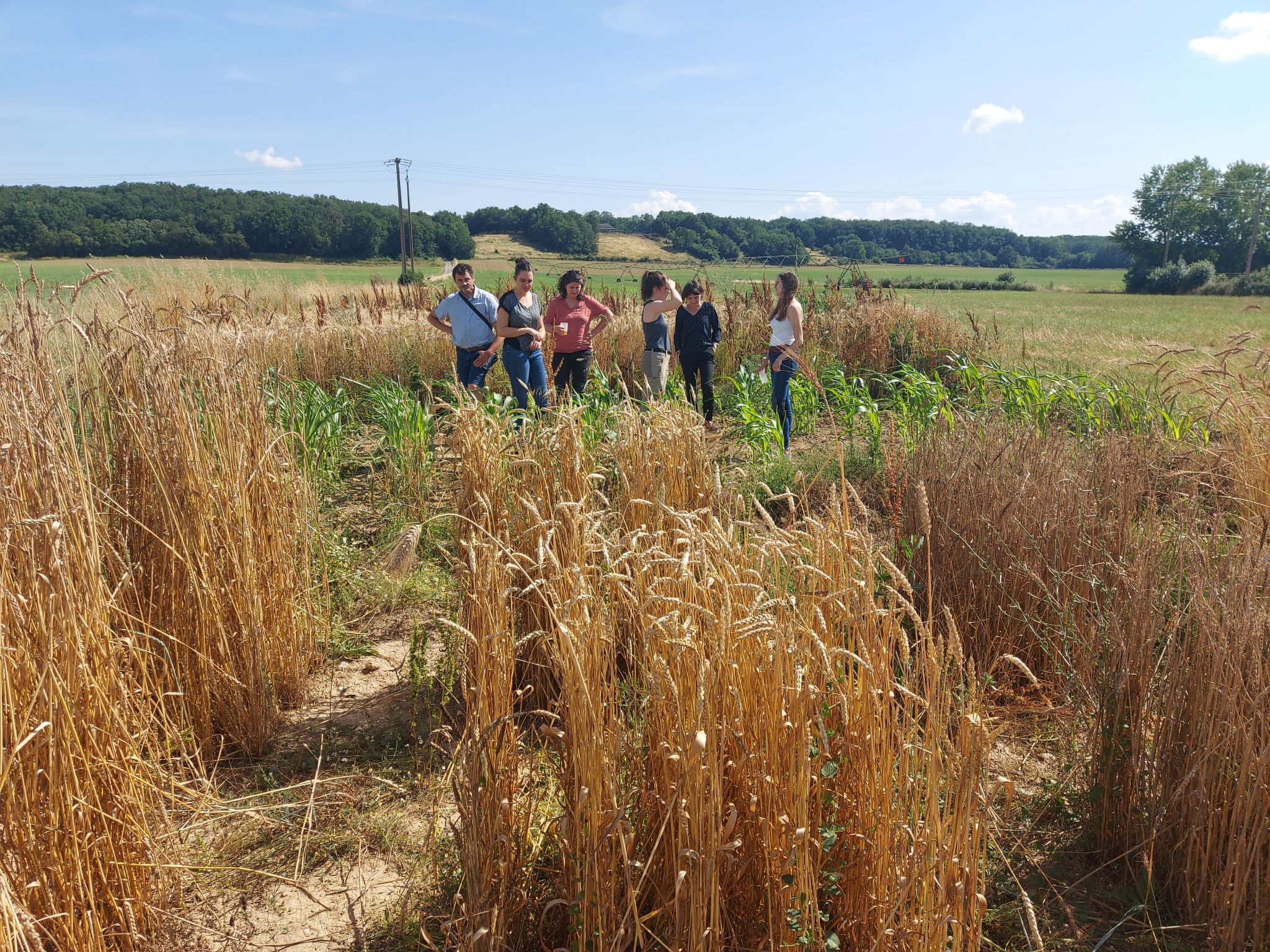 A summer to learn about intercropping - IntercropVALUES